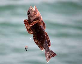 Fishing the Rocks – Oregon Coast Magazine