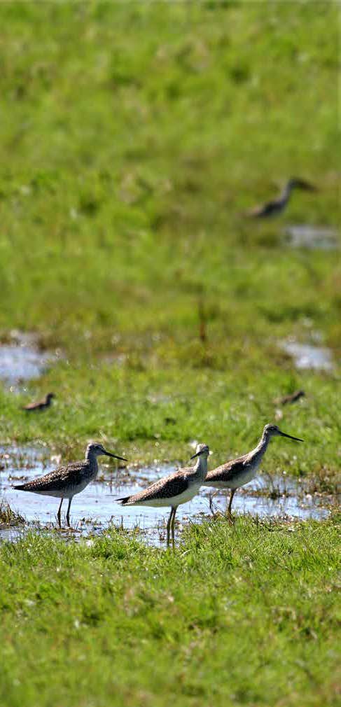 Where Fresh Meets Saltwater: Tidal Marshes – Oregon Coast Magazine