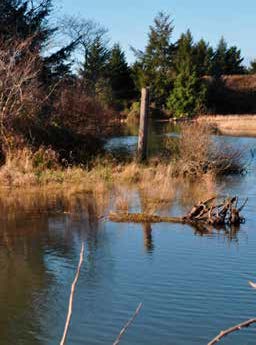 Where Fresh Meets Saltwater: Tidal Marshes – Oregon Coast Magazine
