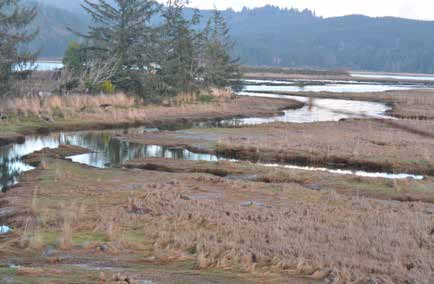 Where Fresh Meets Saltwater: Tidal Marshes – Oregon Coast Magazine