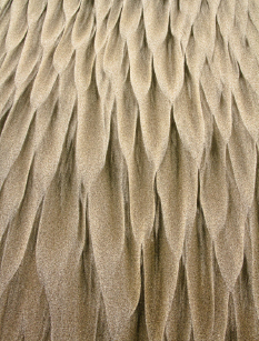 The Secret World of Sand – Oregon Coast Magazine