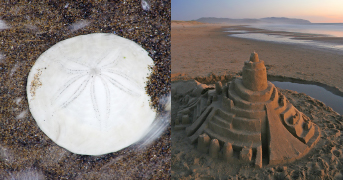 The Secret World of Sand – Oregon Coast Magazine