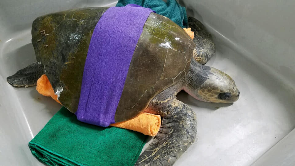 Stranded Sea Turtle Rescued by Dedicated Samaritan in Coos Bay – Oregon ...