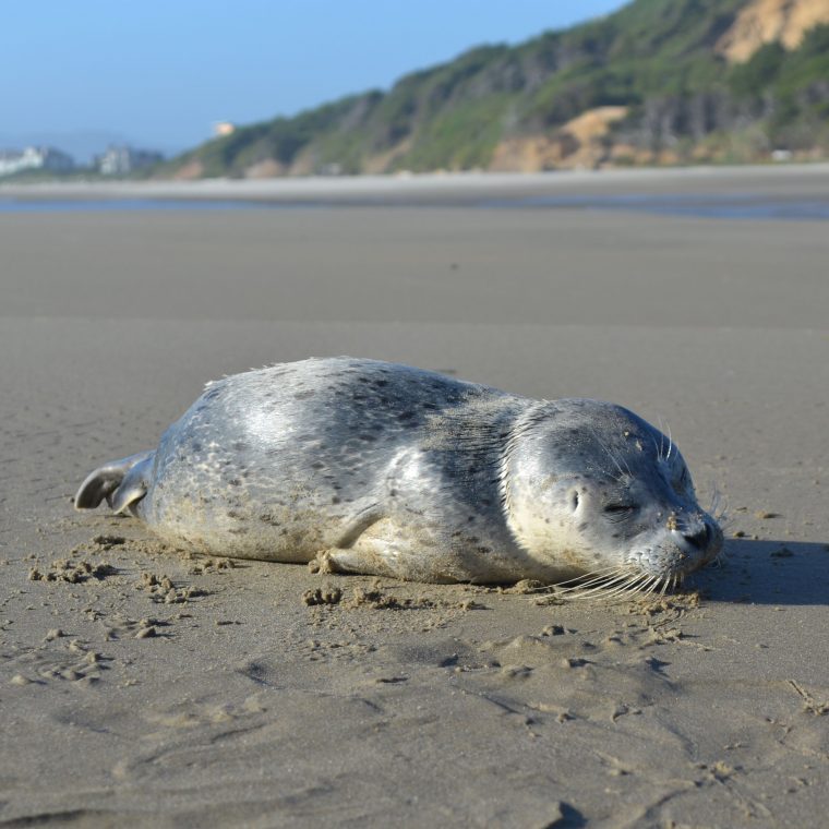 Oregon Coast Magazine – Magazine