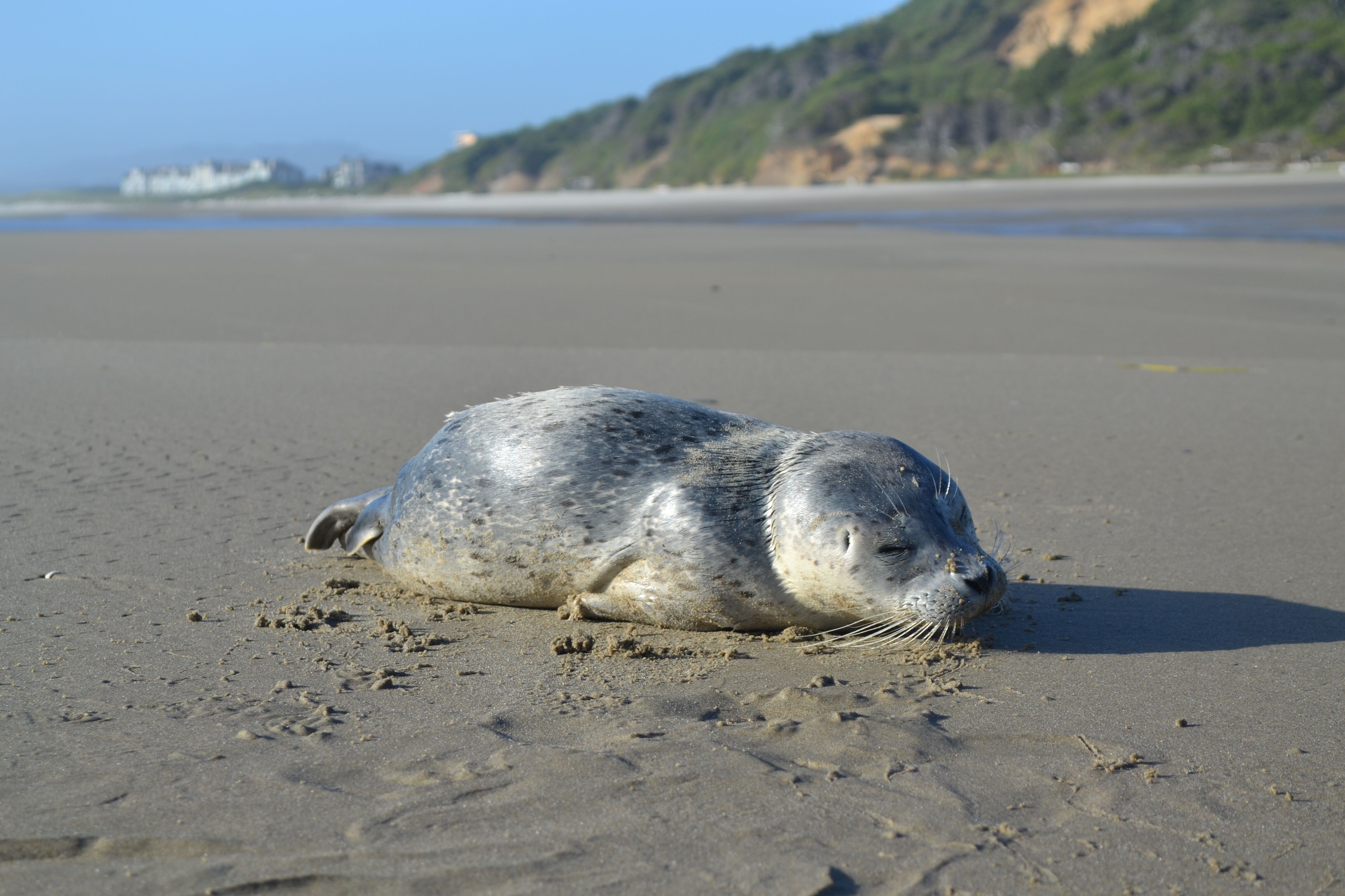 Seals are Cute—But Not Abandoned – Oregon Coast Magazine