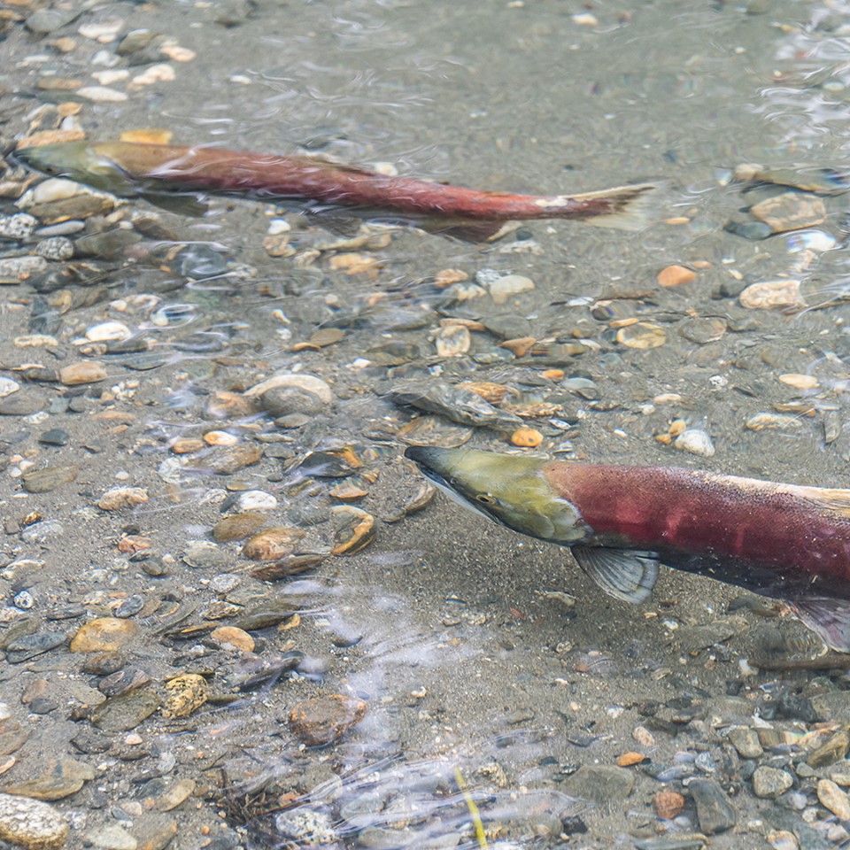 Watershed—and Salmon—Restoration – Oregon Coast Magazine