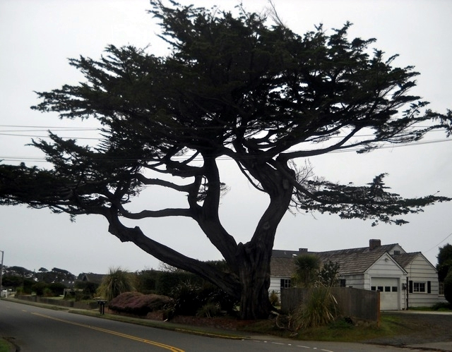 Coos Bay Castaways – Oregon Coast Magazine