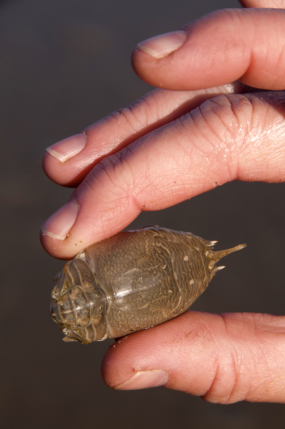 Meet the Mole Crab – Oregon Coast Magazine