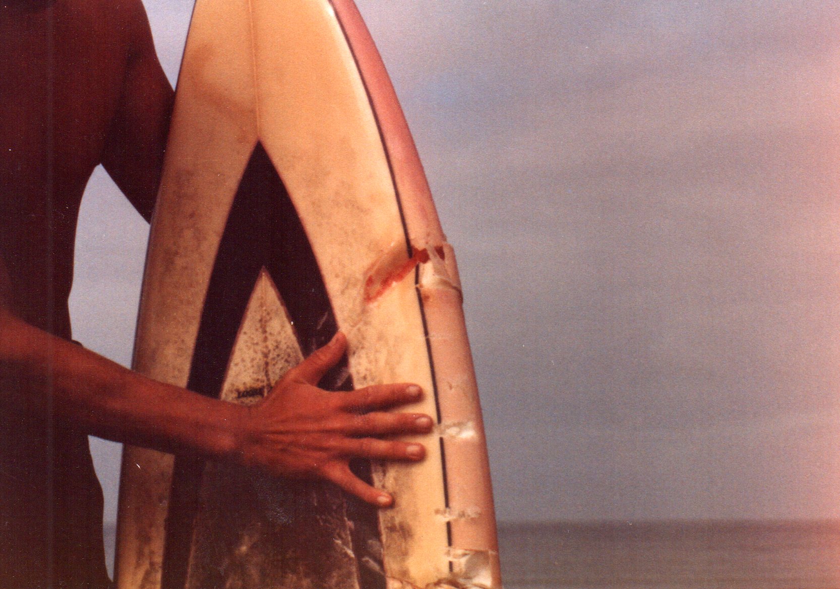 When Sharks And Surfers Collide – Oregon Coast Magazine