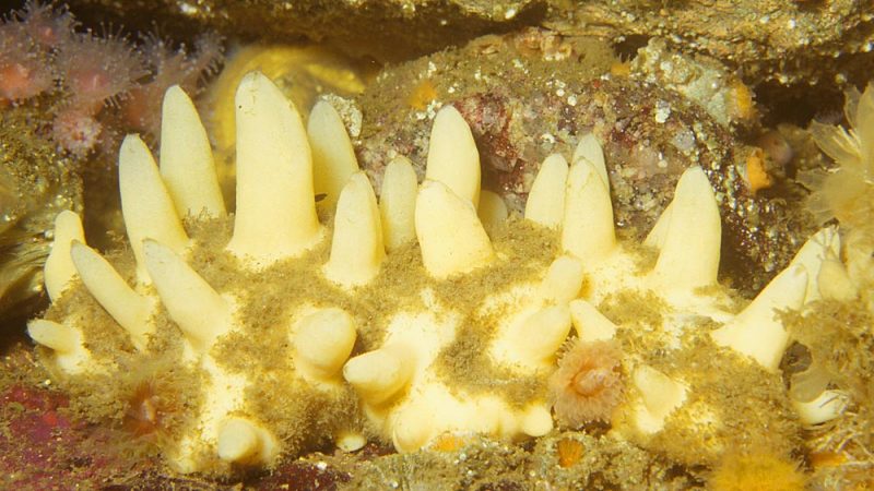 The Primitive Origins of the Complex Sponges – Oregon Coast Magazine