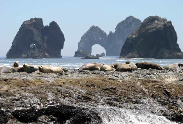 Harbor Seals – Oregon Coast Magazine
