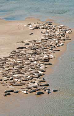 Harbor Seals – Oregon Coast Magazine