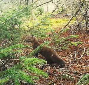 Coastal Marten’s Plight – Oregon Coast Magazine