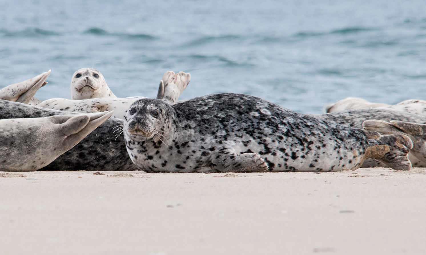 Harbor Seals – Oregon Coast Magazine