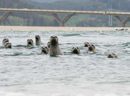 Harbor Seals – Oregon Coast Magazine