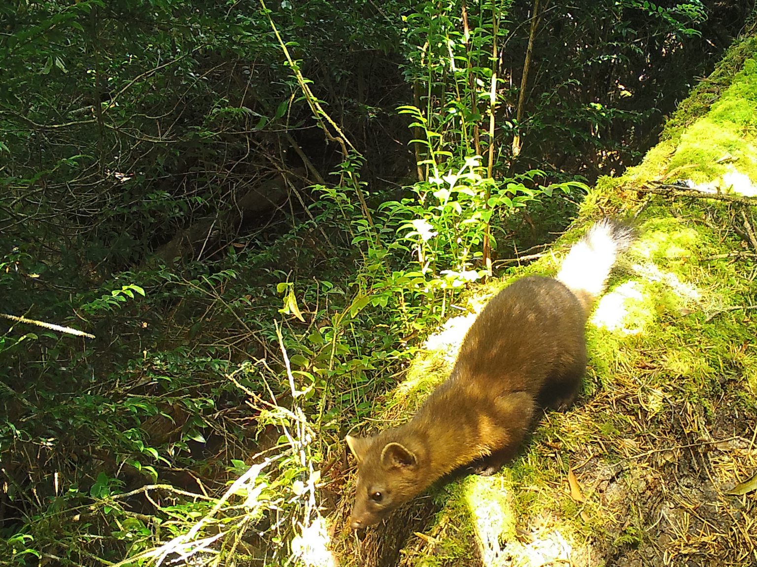 Coastal Marten’s Plight – Oregon Coast Magazine