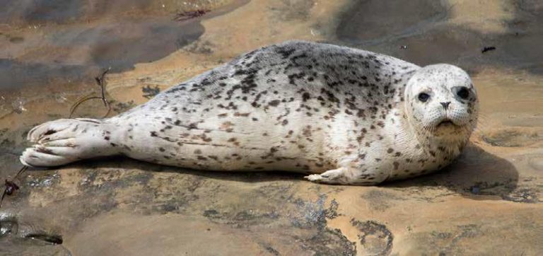 Harbor Seals – Oregon Coast Magazine