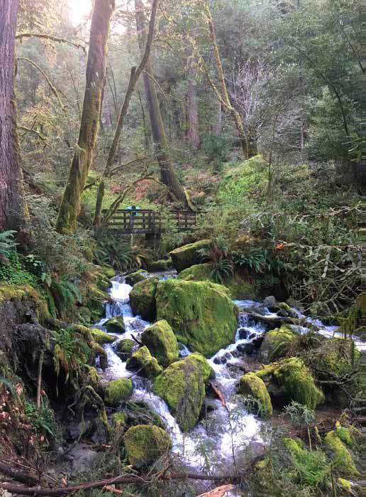 Remarkable Redwoods – Oregon Coast Magazine