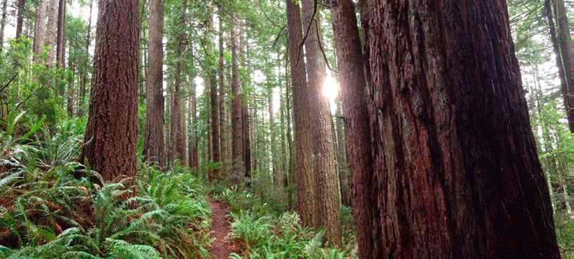 Remarkable Redwoods – Oregon Coast Magazine