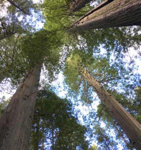 Remarkable Redwoods – Oregon Coast Magazine
