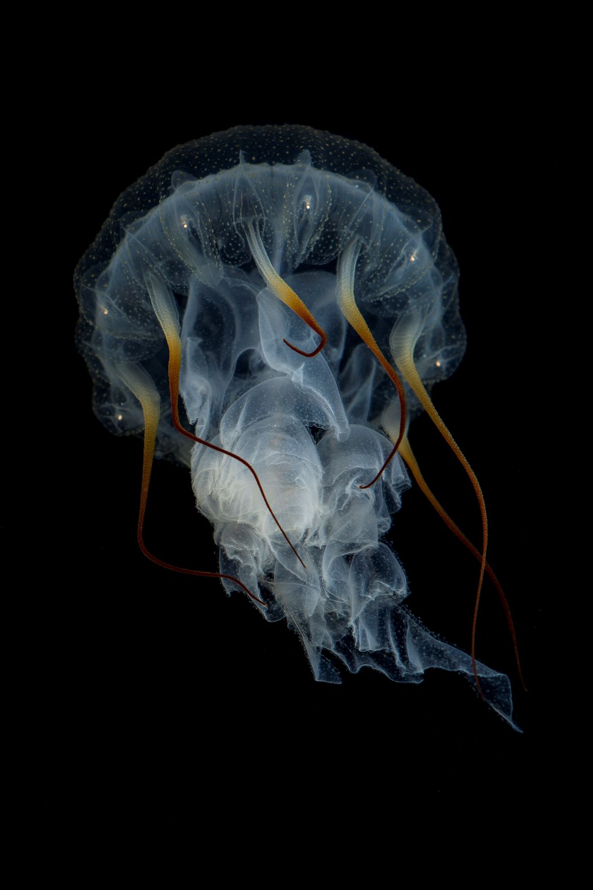 New Exhibits at Marine Life Center – Oregon Coast Magazine