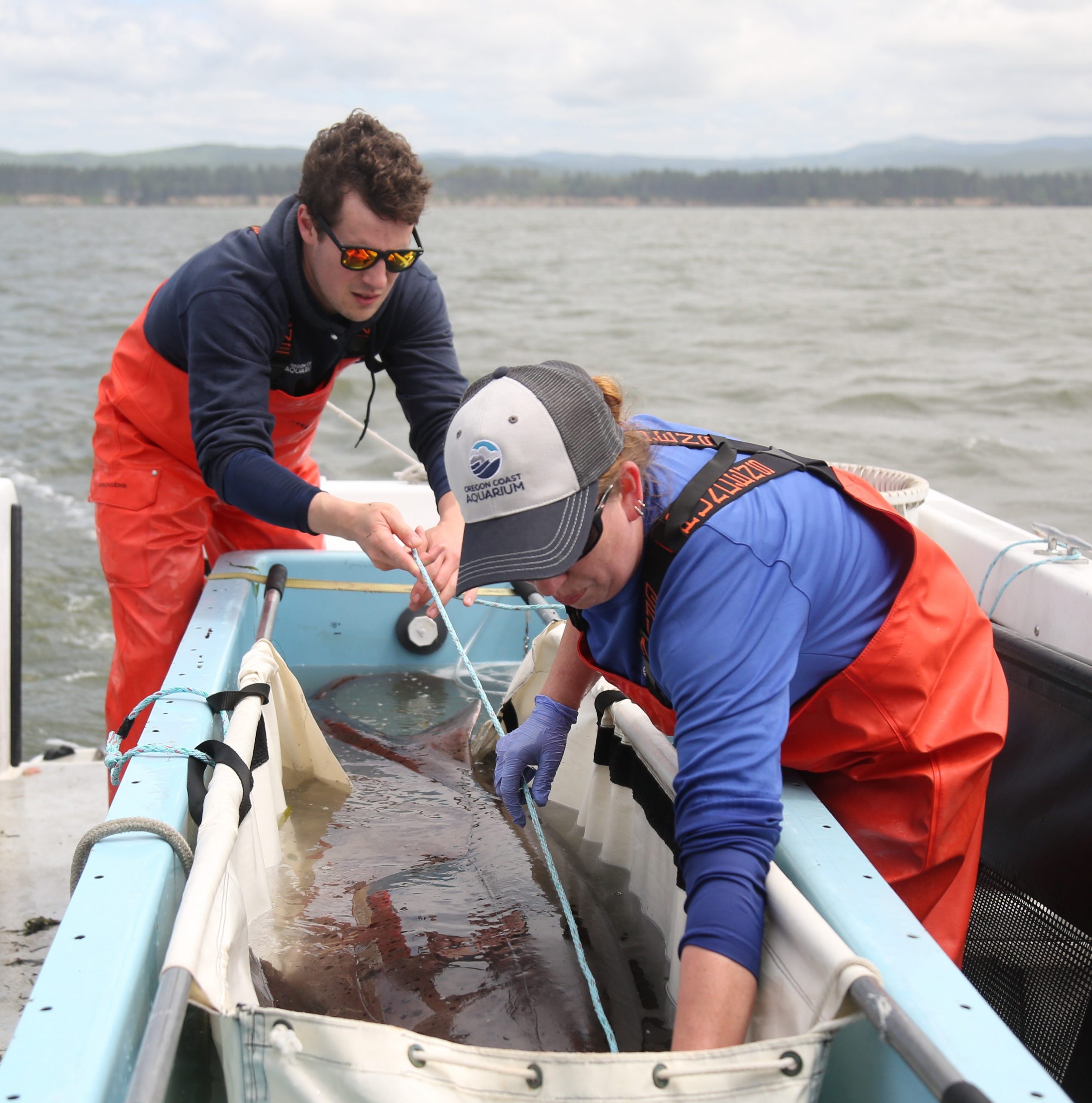 Sevengill Shark Research – Oregon Coast Magazine