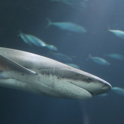 Sevengill Shark Research – Oregon Coast Magazine