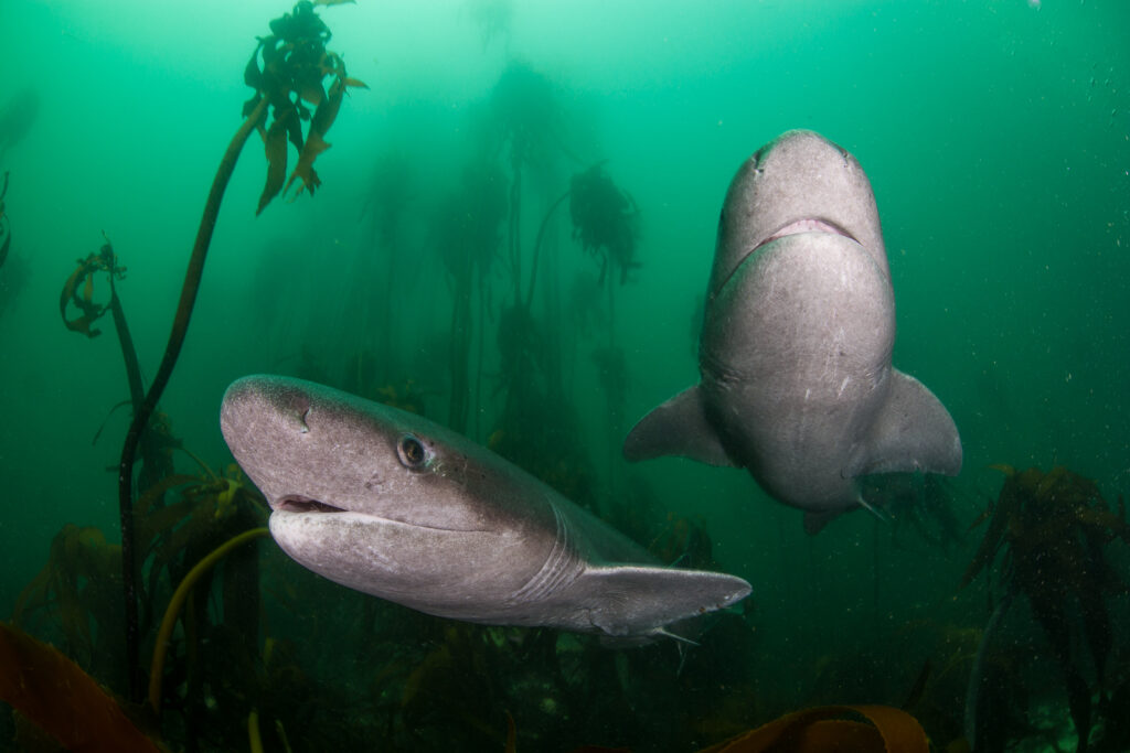 broadnose sevengill shark_courtesy OSU, Big FIsh Lab – Oregon Coast ...