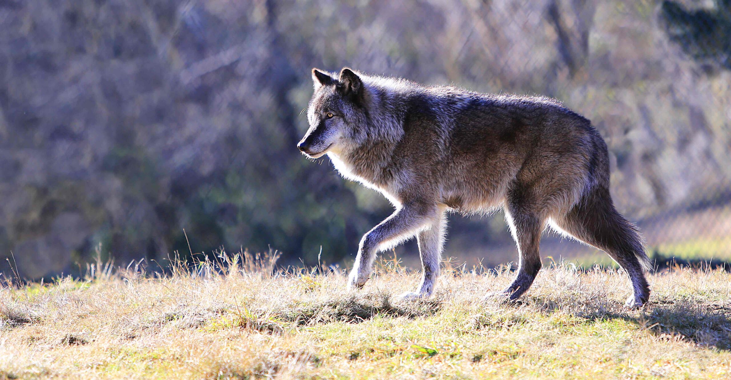 Sanctuary for Wolves – Oregon Coast Magazine